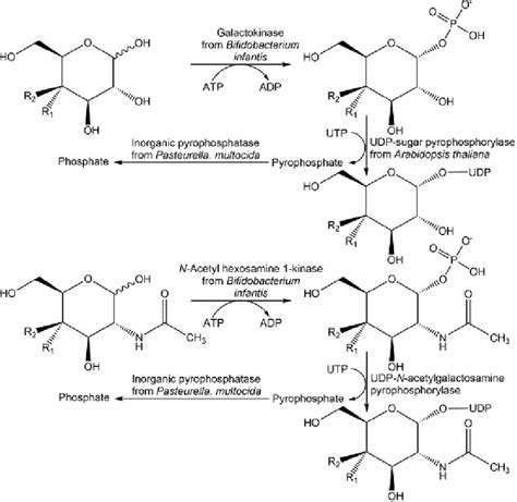 Enzymatic Synthesis Of Uridine 5′ Diphosphate Sugars As Examples Of