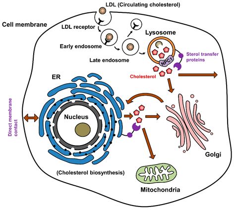 Cholesterol Signaling Pathway