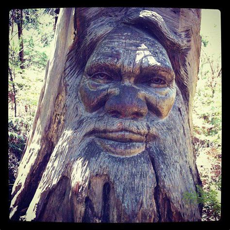 Aboriginal Face Carved Into Tree Trunk Enchanted Maze Victoria AU