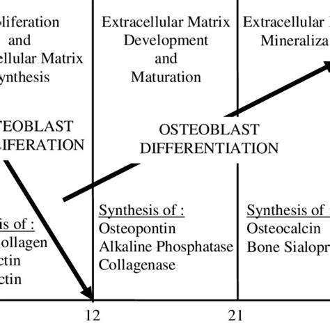 The Schematic Diagram Of The Gas Foaming Particulate Leaching Technique Download Scientific