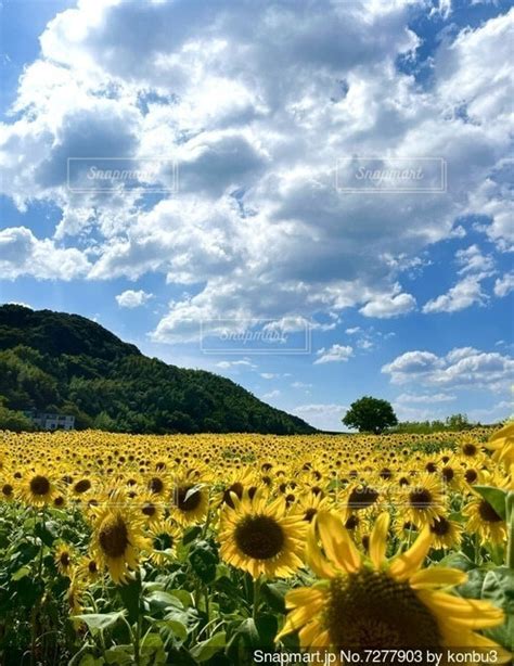 田舎の夏休みの写真・画像素材[7277903] Snapmart（スナップマート）