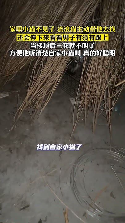 家里小猫不见了，流浪猫主动带他去找，还会停下来看看男子有没有跟上，当楼顶后三花就不叫了，方便他听清楚自家小猫叫，真的好聪明 万物皆有灵