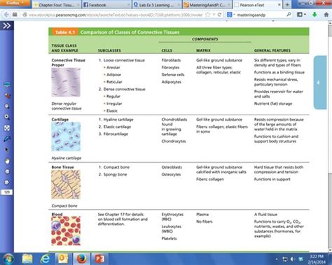 Human Anatomy Chapter 4 Tissues Flashcards Quizlet