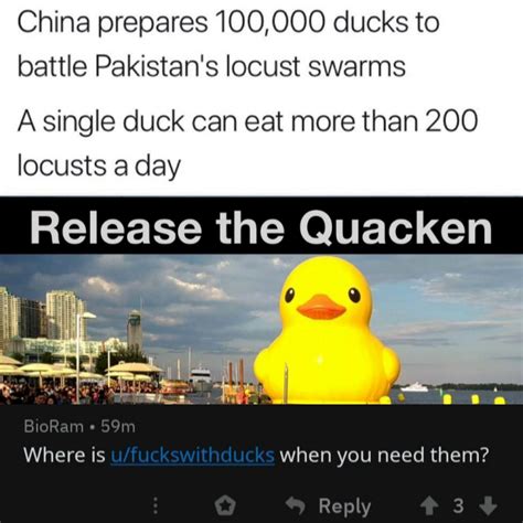Cursed Duck R Cursedcomments