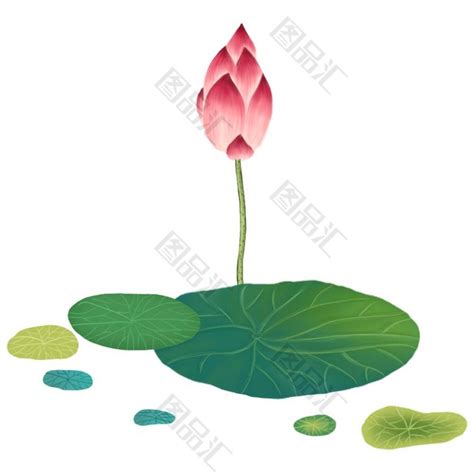 含苞待放的荷花手绘 图品汇