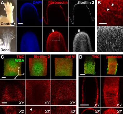 Figure 2 From Three Dimensional Visualization Of Extracellular Matrix Networks During Murine