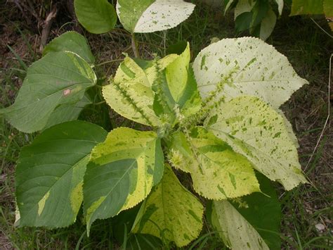 Barbados Flora And Fauna Acalypha Euphorbiaceae