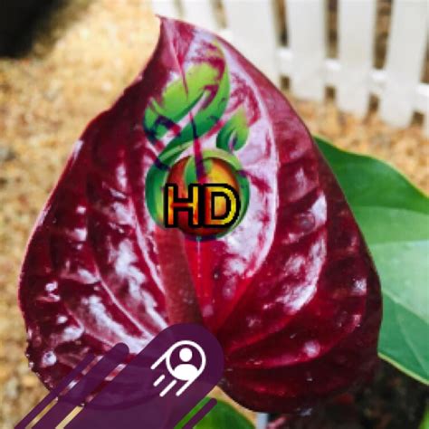 Global 🟡 සදහම් සිසිලෙන් සිත් සැනසෙ න පින්බර වෙසක් මංගල්‍යයක් වේවා 🙏🙏🙏 වෙසක් උත්සවය