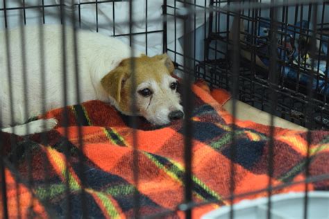 2019 Dog Rescue St Huberts Animal Welfare Center