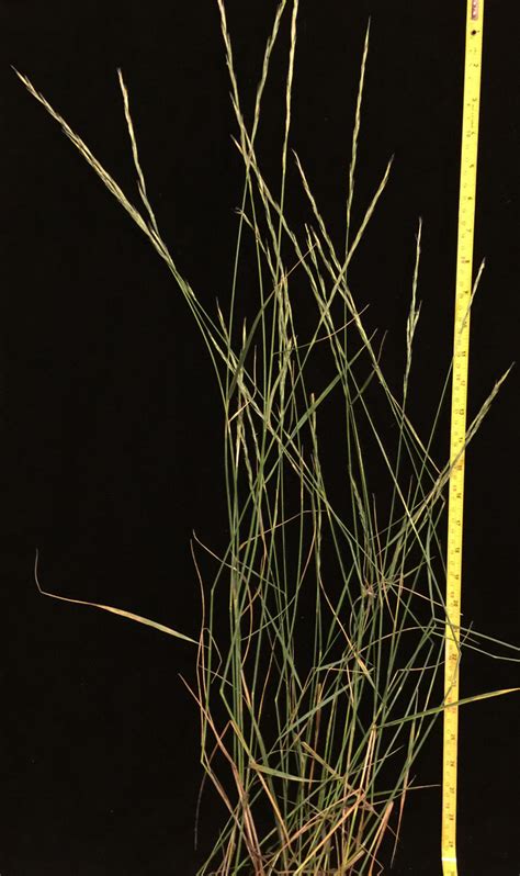 Pseudoregneria Spicata Poaceae