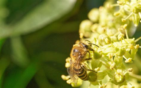 Ivy Bee Insect Week