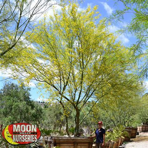 Moon Valley Nursery Growest Nursery Indian Laurel Columns Evergreen
