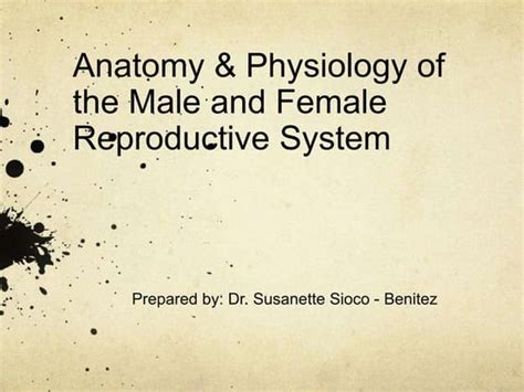Male Reproductive System Ppt