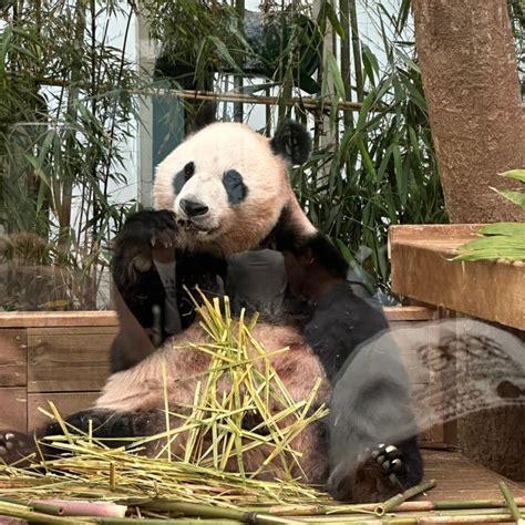 에버랜드 판다월드 시간 스마트줄서기 입장권 예약 굿즈샵 네이버 블로그