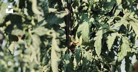 잘 익은 사과가 많이 달린 사과나무 사진 Unsplash의 무료 루마니아 이미지