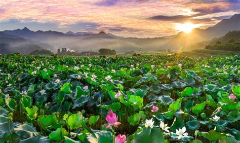 Chinese Vice Premier Urges Coordinated Efforts In Pursuing Green Low