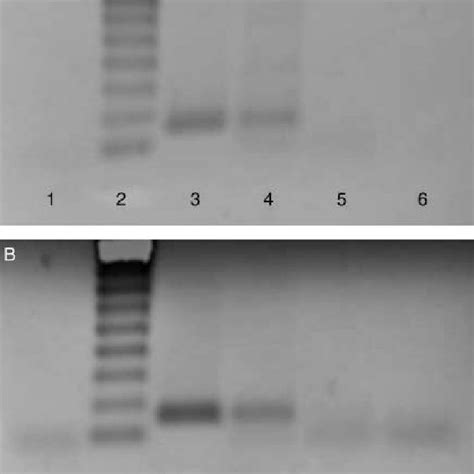 Results Of Chromatin Immunoprecipitation Chip Assays For Interactions