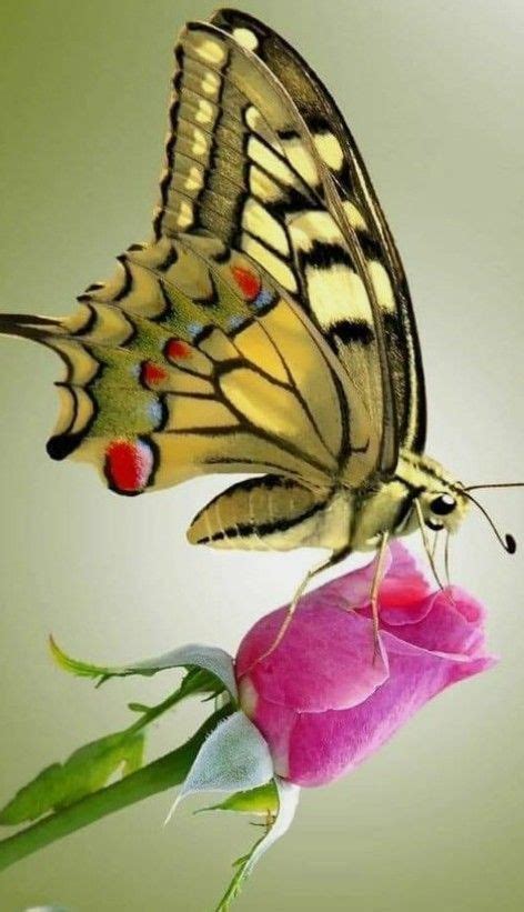 Pin Di Nicole Brunner Su Madame Butterfly Belle Farfalle Immagini Di