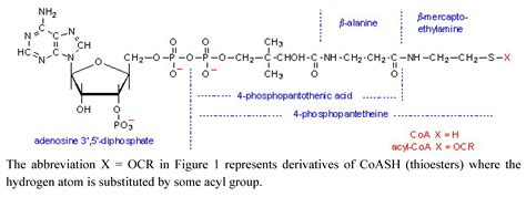 Coenzyme A Structure