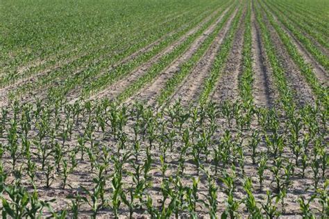 Handy Bt Trait Table For Us Corn Production Updated For 2020 Corn
