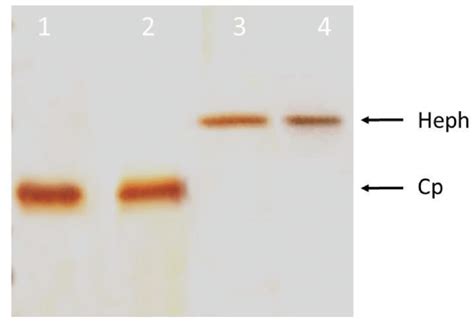 Oxidase Activity Of Hephaestin Expressed From Cos Cells 10 Page Under