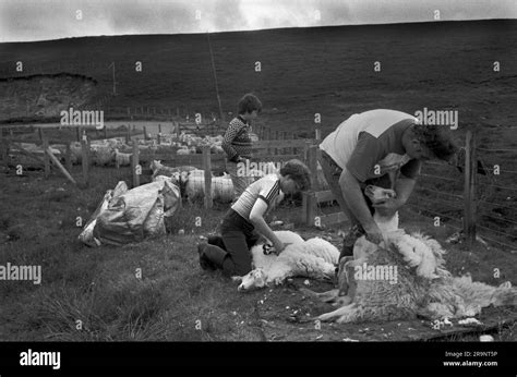 Crofting Shetland Islands Sheep Shearing Father And His Two Sons