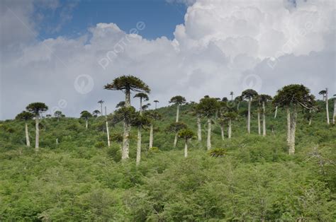 Araucania Region Background Images Hd Pictures And Wallpaper For Free