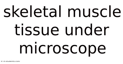 Skeletal Muscle Tissue Under Microscope