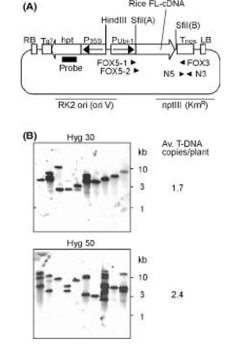 Transformation Of Rice With Pricefox A Binary Ti Plasmid Vector For