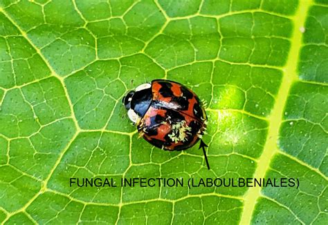 Asian Lady Beetle Bite Symptoms