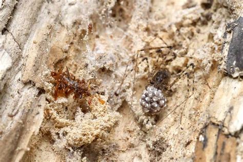 Bone Collector Caterpillar Uses Dead Bugs As Camouflage