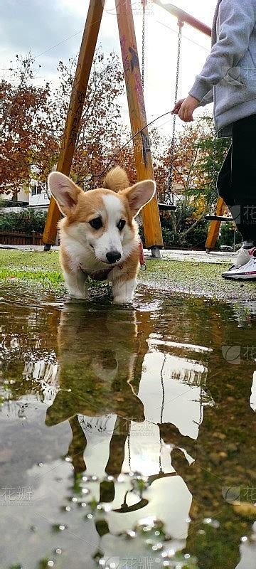 公园里的柯基