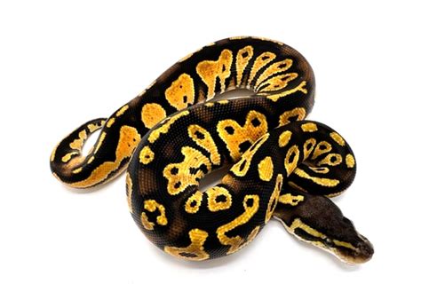 Pastel Blackhead 100 Het Lavender Albino Ball Python By Royal Constrictor Designs Pastel Blackhead 100 Het Lavender Albino Ball Python By Royal Constrictor Designs