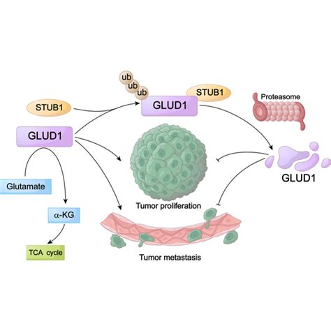 Stub1 Mediated Ubiquitination Regulates The Stability Of Glud1 In Lung