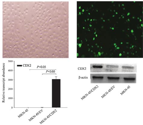 Transfection Efficiency Was Observed Under An Inverted Microscope A