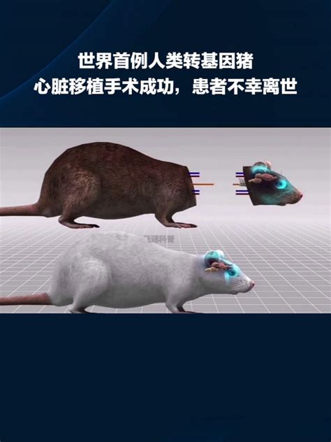 世界首例人类转基因猪心脏移植手术成功，但患者不幸离世 科学 生命科学 好看视频