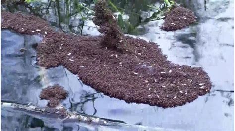 Fire Ants Cling Together Form Giant Rafts To Survive Flooding
