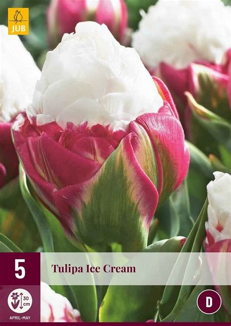 Tulipe Ice Cream Acheter Livraison Rapide Et Prix Attractifs Chez
