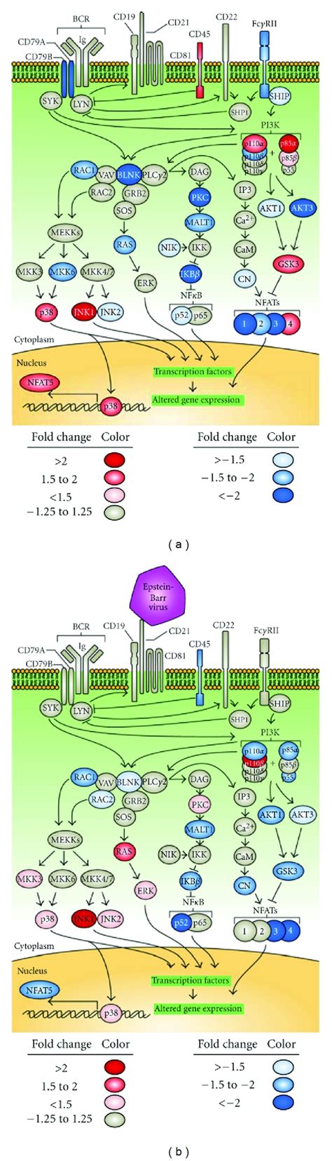 Effects Of Irf5 Lupus Risk Haplotype On Pathways Predicted To Influence B Cell Functions Pmc