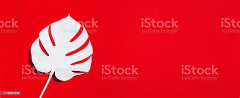 여름 구성 빨간색 배경에 흰색 열대 야자수 잎 여름 컨셉입니다 플랫 레이 상단 보기 복사 공간 개념에 대한 스톡 사진 및 기타 이미지 Istock