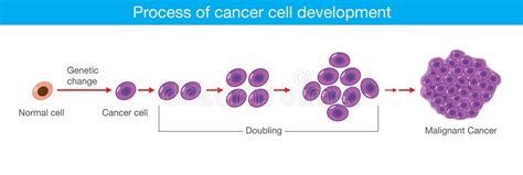 Cancer Cell Development Stock Illustrations 1073 Cancer Cell