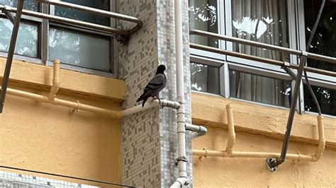 屋邨管理扣分制加強措施下月實施 增3項不當行為 餵飼野鴿即扣7分 星島日報