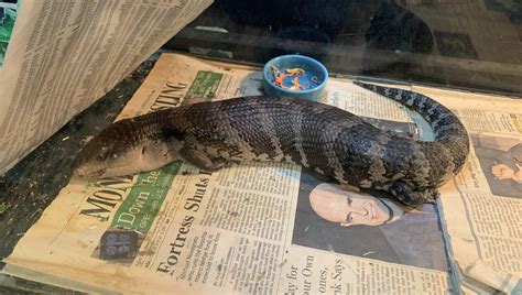 Blue Tongue Skink Adoption Rskinks