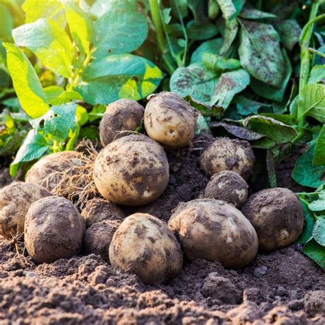 How To Fertilize Potatoes The Secret To A Big Potato Harvest