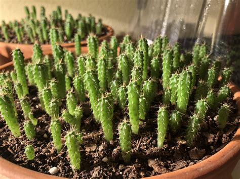 Can Anyone Recommend A Seedling Safe Insecticide Seedlings Pictures