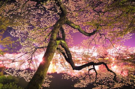 日本さくら名所100選に選定「臥竜公園」撮影ガイド。〜幻想夜桜。桜トンネルのライトアップと水面に映る桜並木。 ピクスポット 絶景