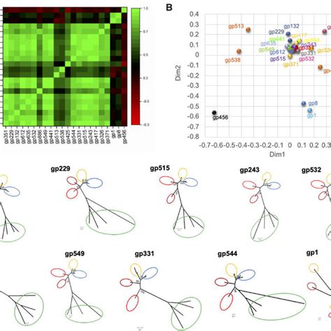 Components Of The Phage T4 And Bacterial Replication Machinery Show