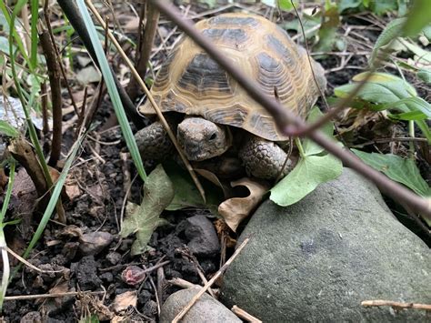 Dino 🦖 R Tortoise