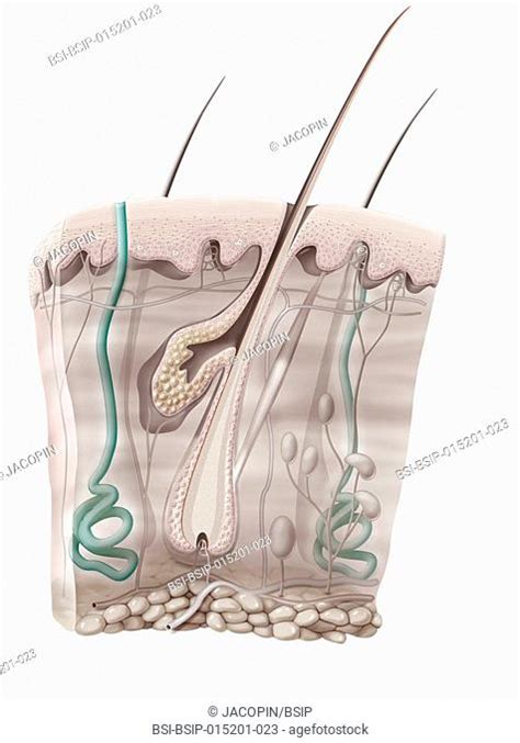 Eccrine Sweat Glands On Body