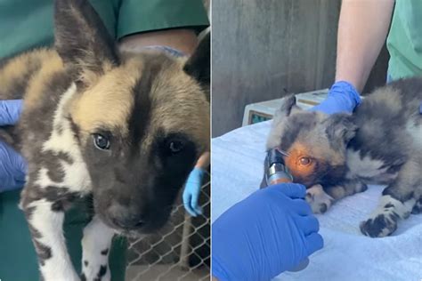 Adorable Video Shows Endangered African Painted Dogs Get First Hands
